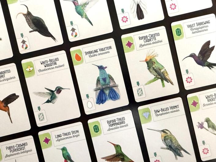 Wingspan Americas Expansion – The Combat Company